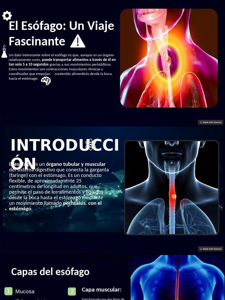 El Esofago Un Viaje Fascinante | PDF | Esófago | La enfermedad por ...