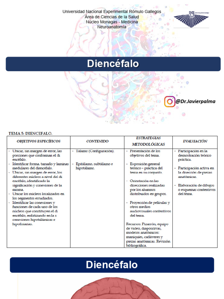 Diencéfalo | PDF | Tálamo | Hipotálamo