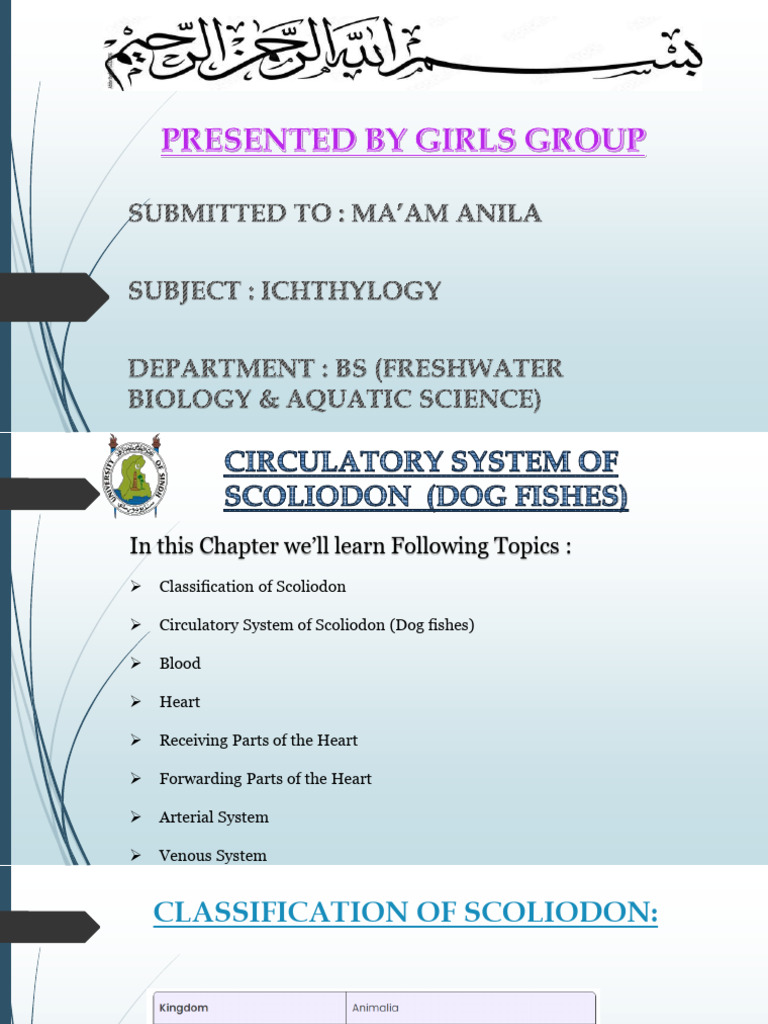 Circulatory System of Scoliodon (Dog Fishes) by Simrah | PDF | Heart ...