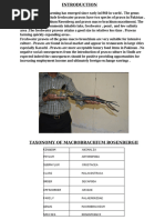 Giant Freshwater Prawn Farming Guide | PDF | Fishing Industry