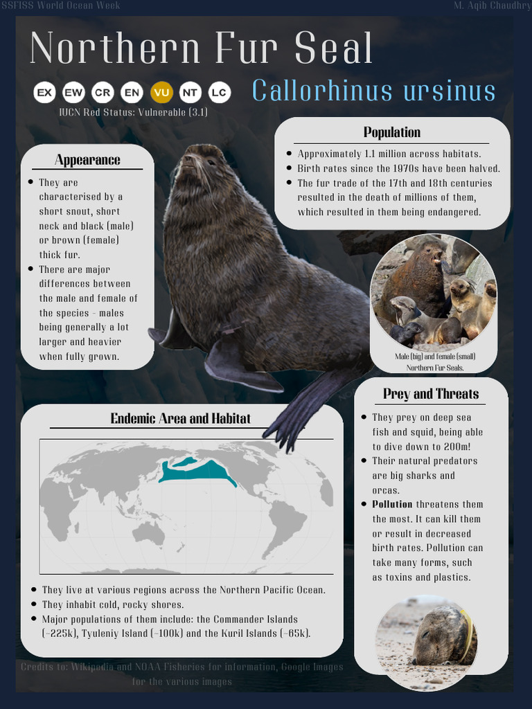 World Ocean Week 2024 Poster | PDF | Pinniped | Marine Mammals