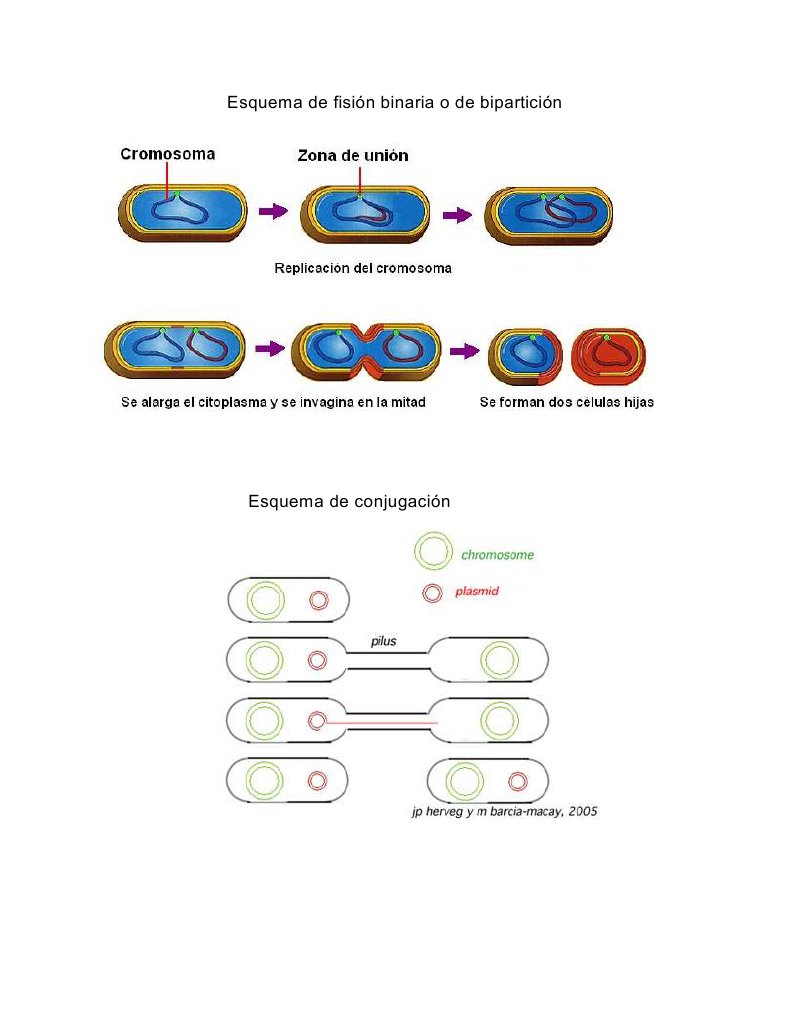Esquema de Fisión Binaria o de Bipartición | PDF