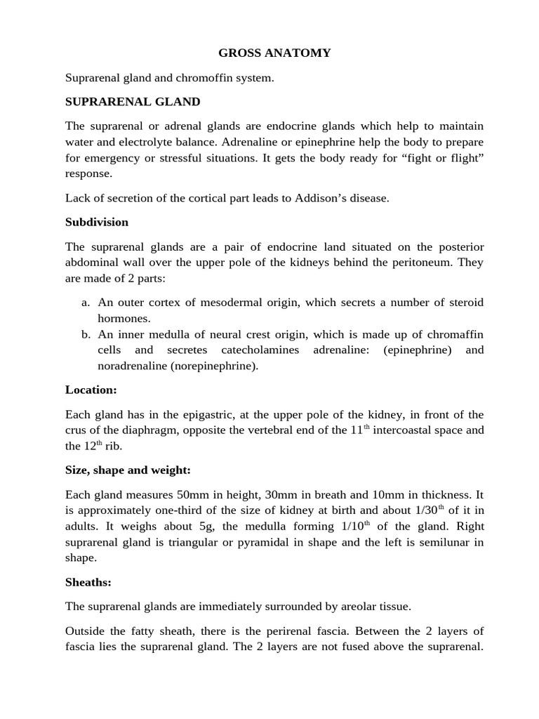 Gross Anatomy | PDF | Adrenal Gland | Kidney