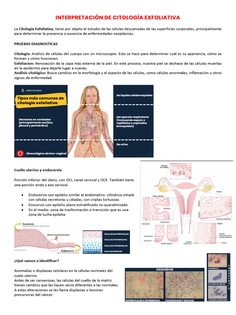 Citología Exfoliativa: Diagnóstico y Análisis | PDF