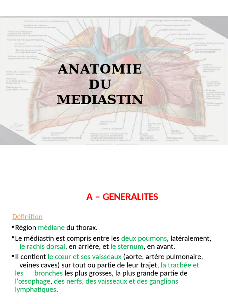 Anatomie du médiastin: structure et limites | PDF | Aorte | Thorax