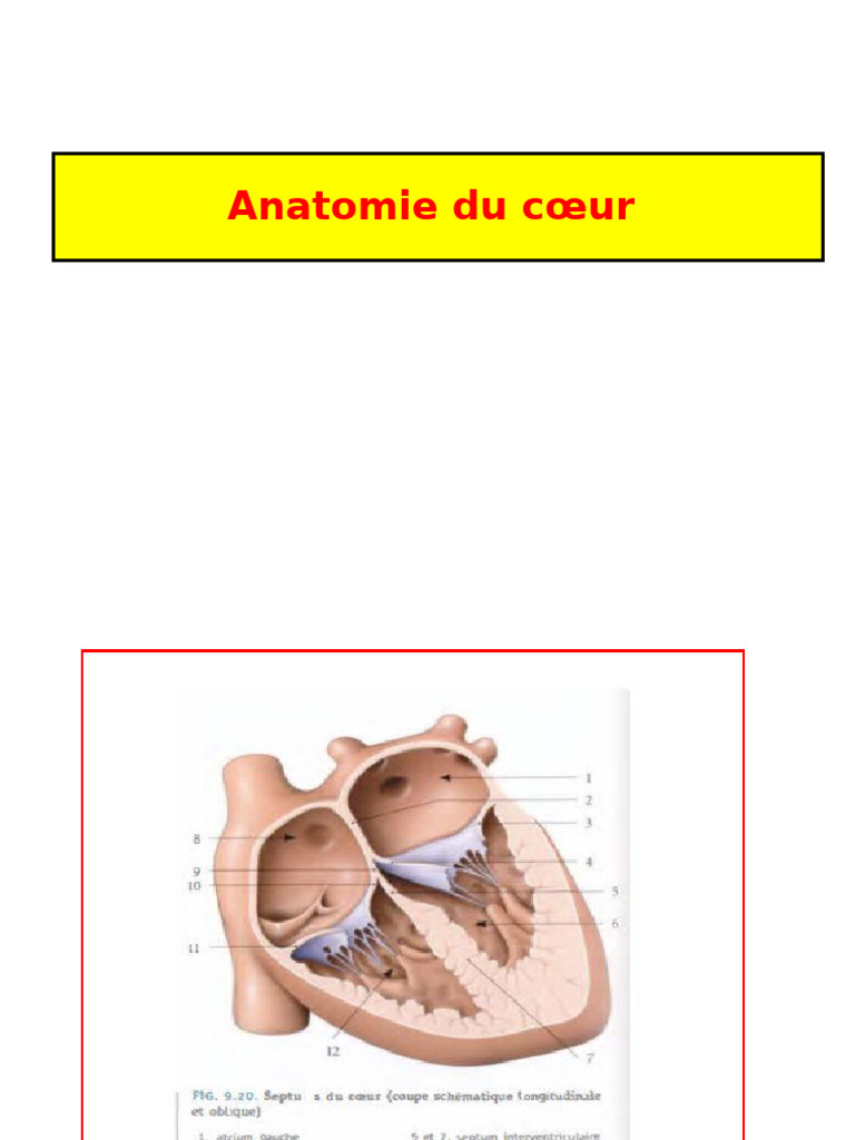 Anatomie Du Coeur Ali Abas | PDF | Cœur | Atrium (anatomie)