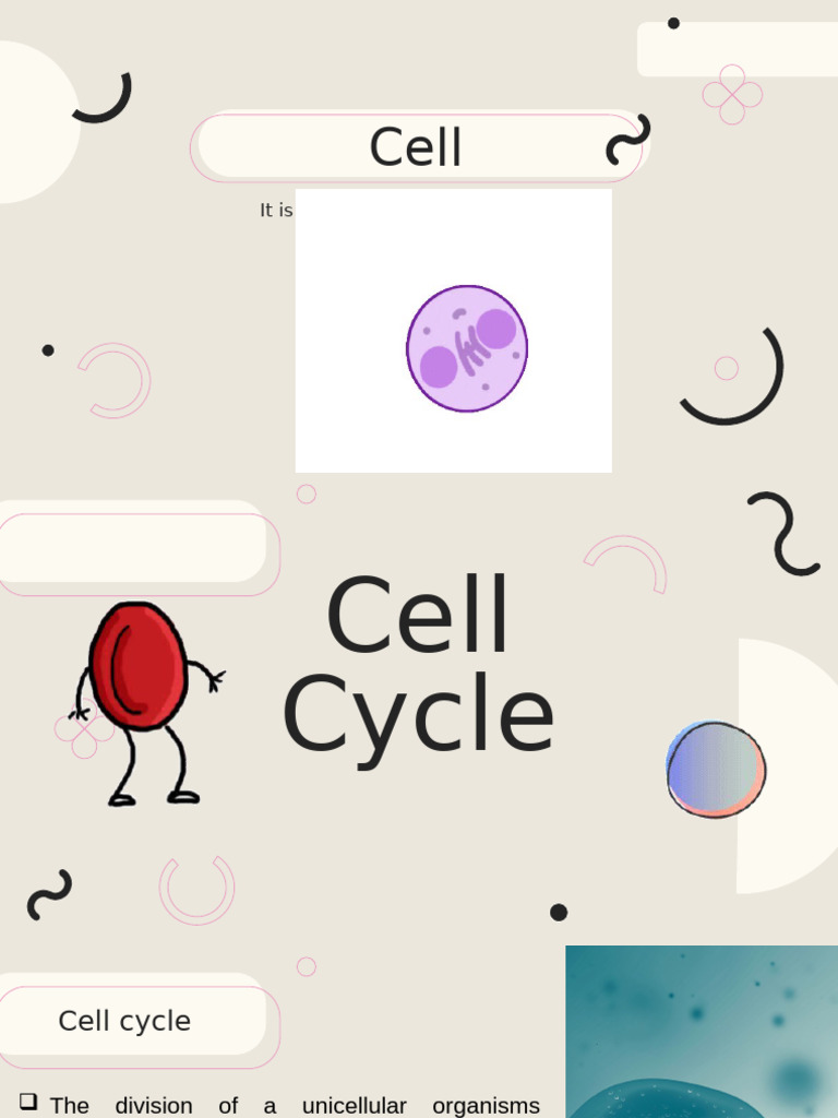 Cell Cycle Pdf Meiosis Mitosis