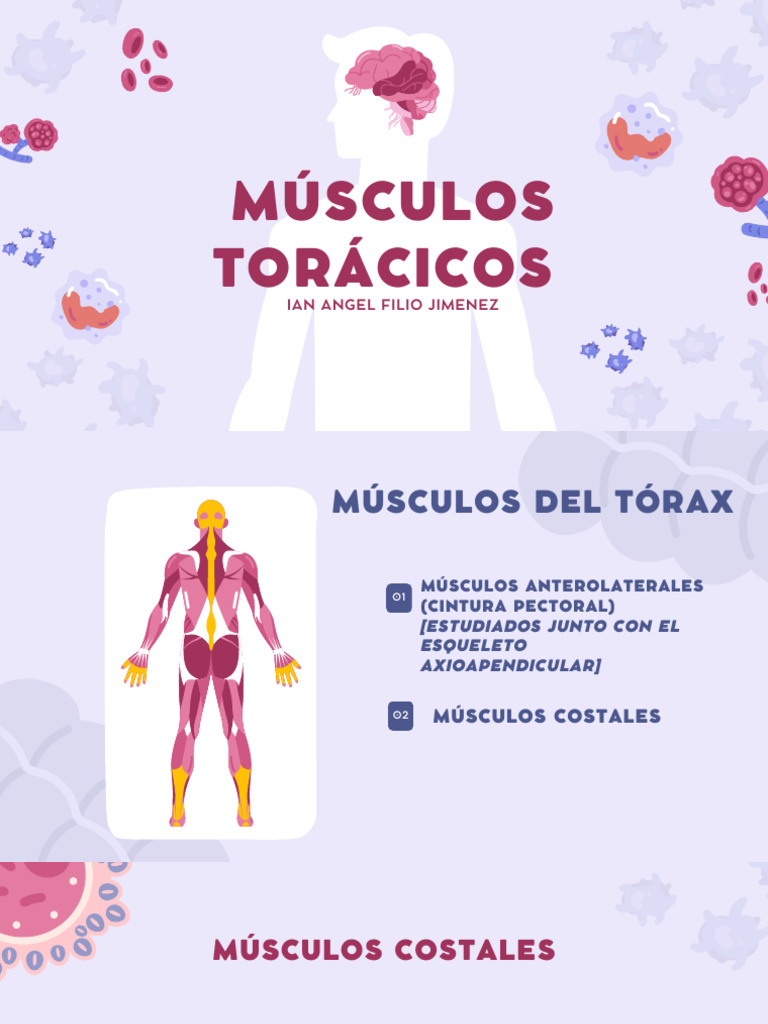 Anatomía de los Músculos Torácicos | PDF | Tórax | Tórax (anatomía humana)