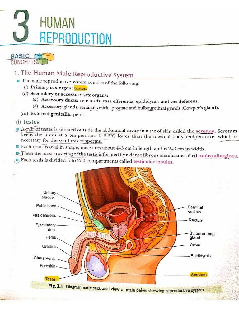 CH-3 Human Reproduction BOOK | PDF