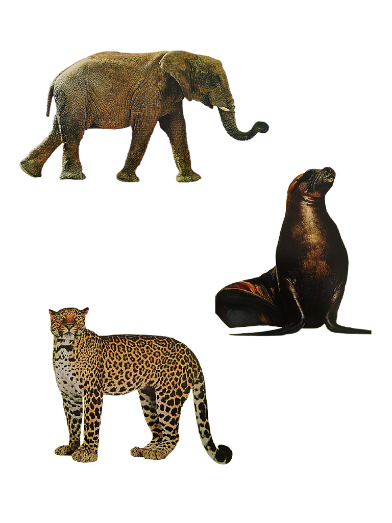 Baby and Mother Animals | PDF