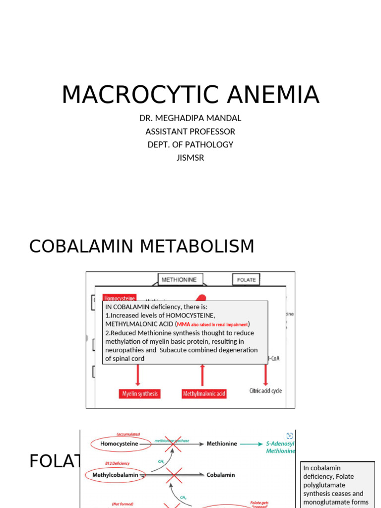 MACROCYTIC ANEMIA Old | PDF | Anemia | Vitamin B12