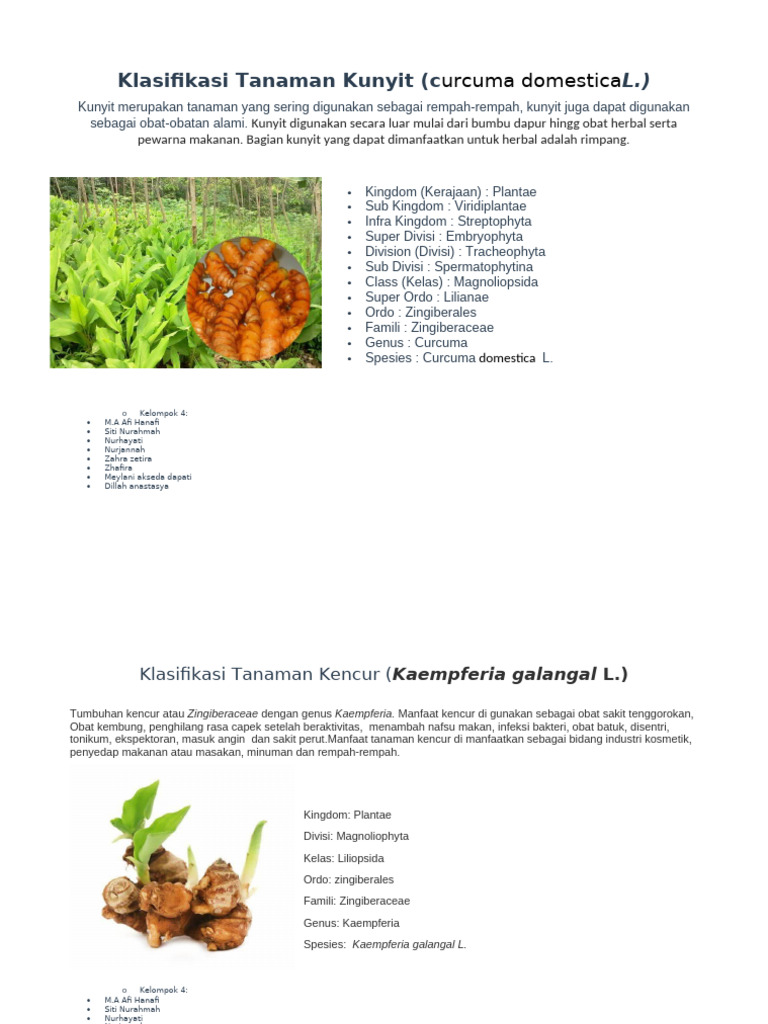Klasifikasi Tanaman Kunyit Daun Sirih Dan Kencur | PDF
