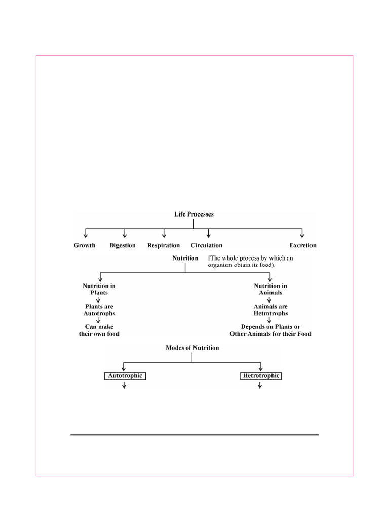 X SC - Life Processes | PDF | Respiratory System | Lung