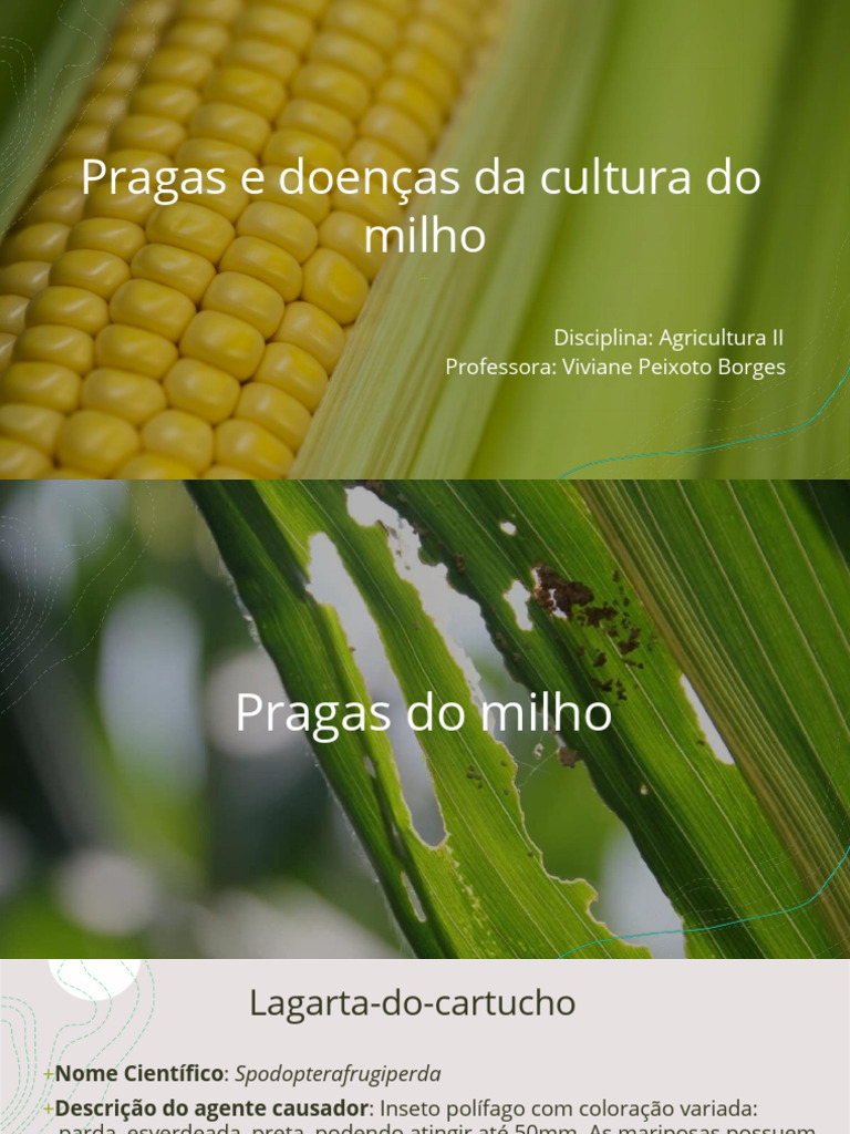 Pragas e Doenças do Milho: Guia Completo | PDF | Milho | Agricultura