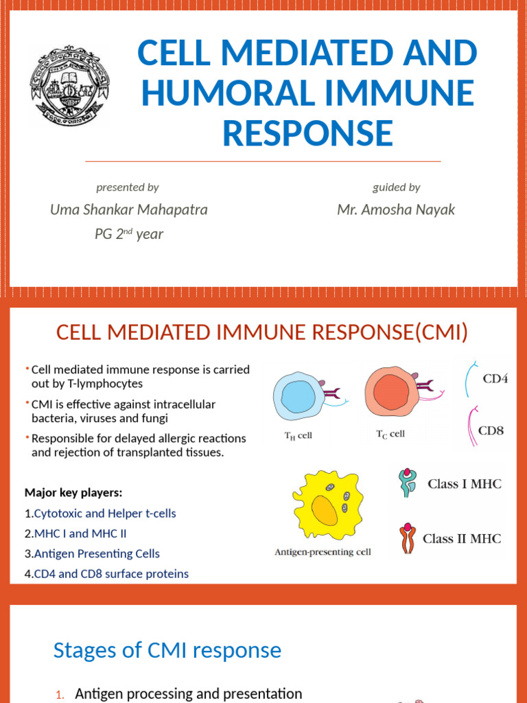 Cell and Humoral Immune Response | PDF | B Cell | Cytotoxic T Cell