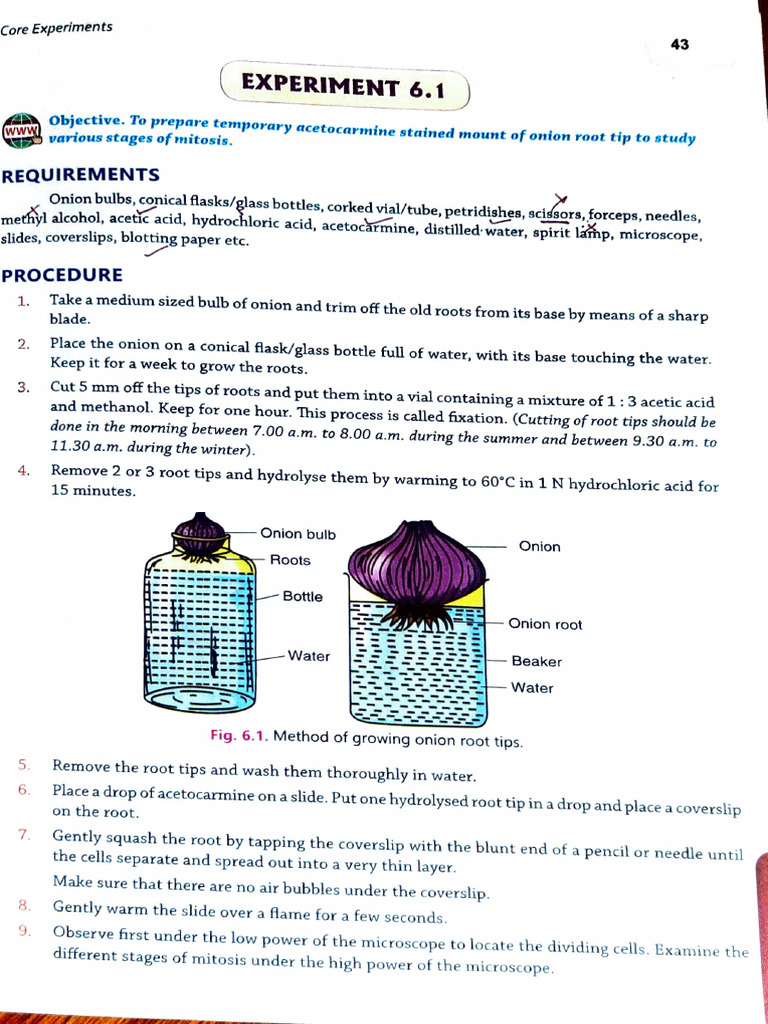 Experiment 6.1: Conical Acetocarmine | PDF | Mitosis | Chromosome