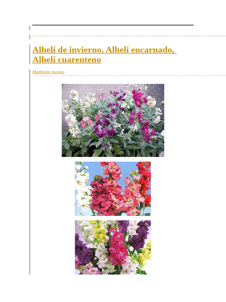 Alhelí de Invierno | PDF | Botánica | Plantas