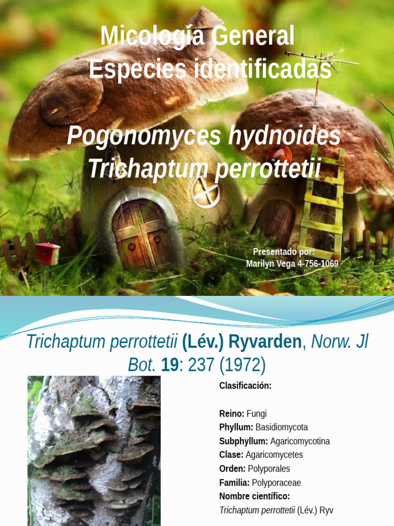 Especies de Hongos: Trichaptum y Pogonomyces | PDF | Hongo | Micología