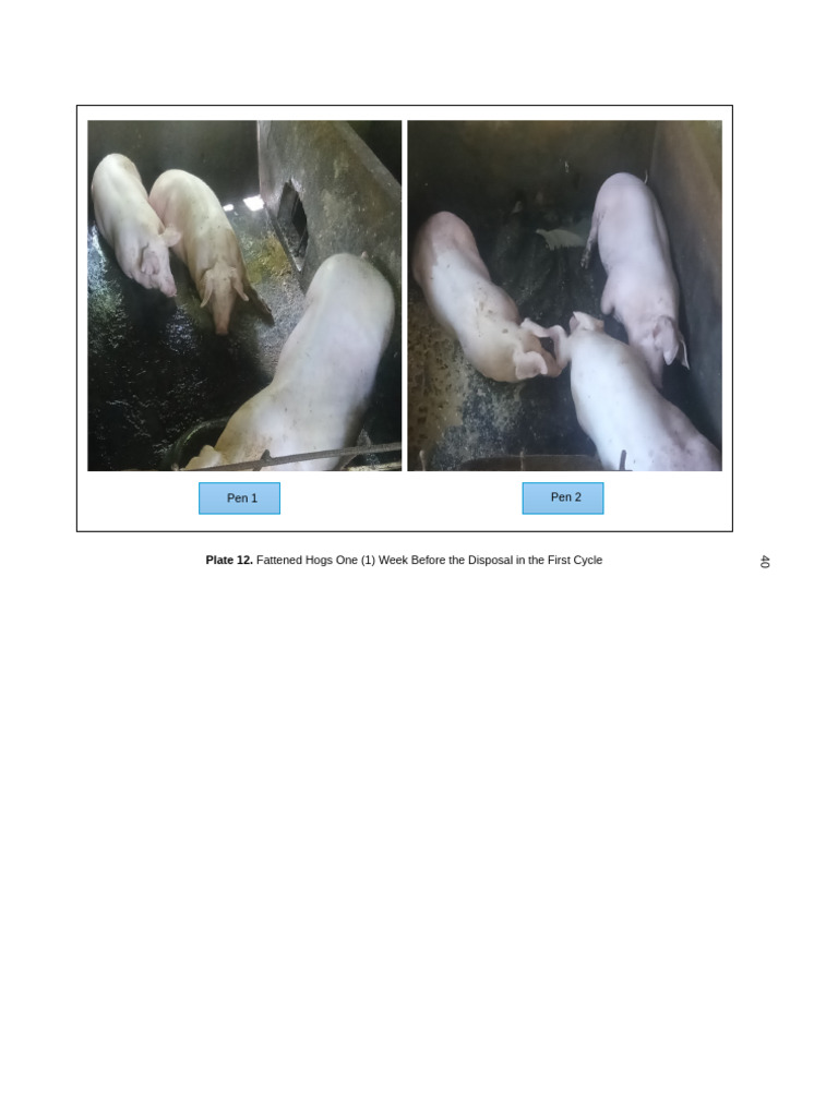 Plate 12. Fattened Hogs in First Cycle | PDF