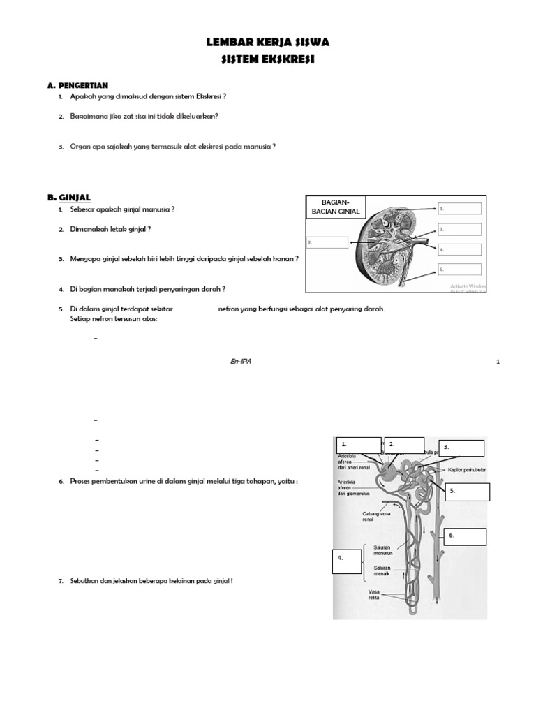 LKS-Sistem Ekskresi-Ginjal | PDF