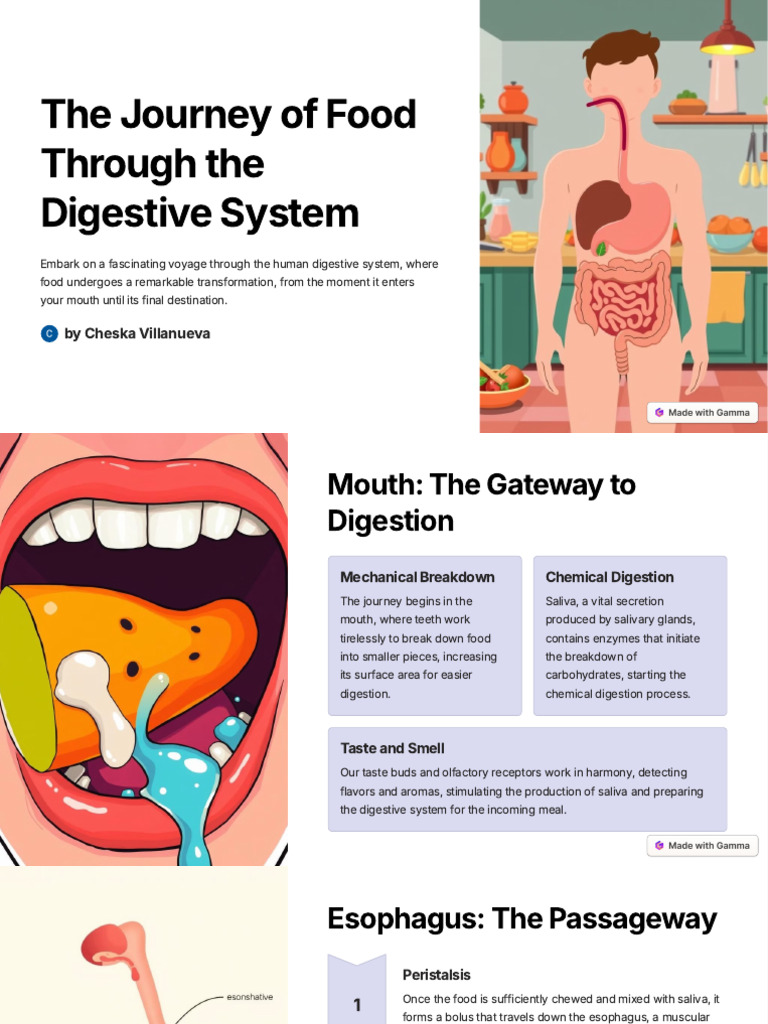 Food's Journey Through Digestion | PDF | Small Intestine | Digestion