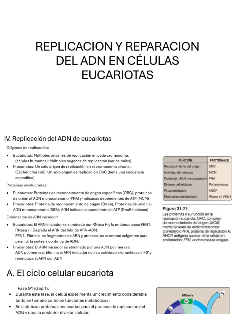 Replicacion y Reparacion Del ADN en Celulas Eucariotas | PDF | Histona | Mitosis