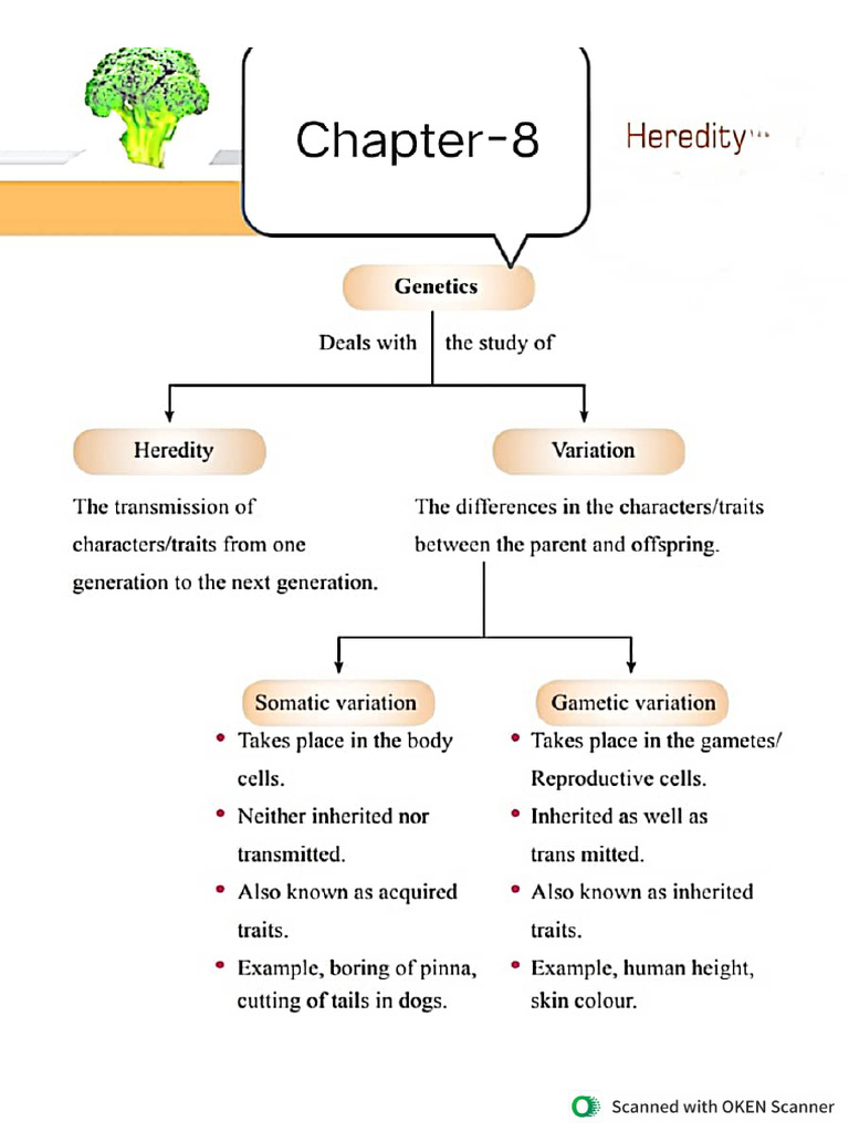 ChetanSir - CBSE Class-10 Science Ch-8 Heredity | PDF