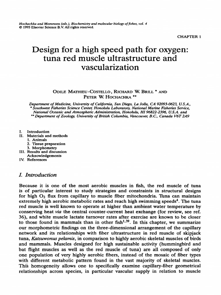Tuna Red Muscle: Oxygen Pathway Design | PDF | Skeletal Muscle | Microscope