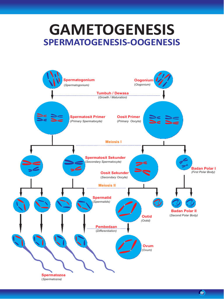 Gametogenesis: Spermatogenesis & Oogenesis | PDF