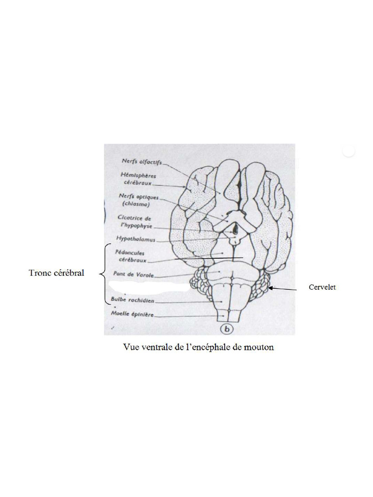 VUE VENTRALE DE L' Encephale de Mouton | PDF