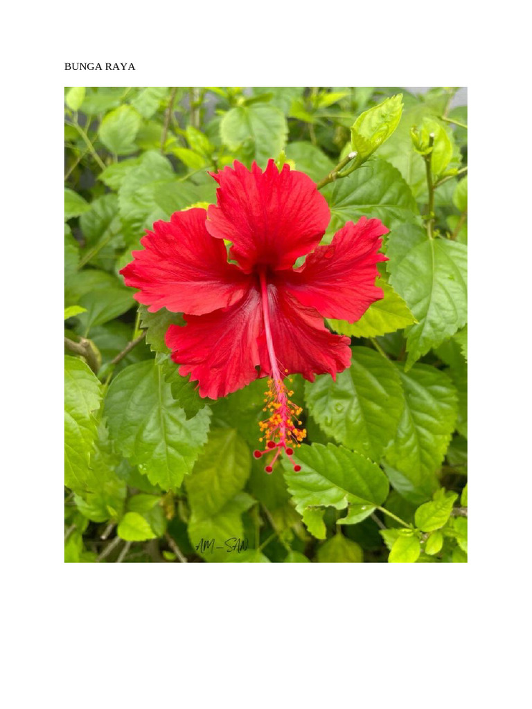 Bunga Raya | PDF