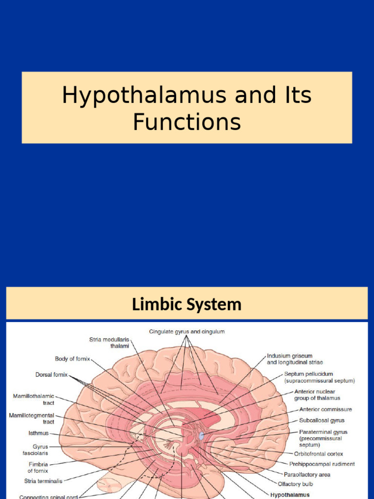 6 Hypothalamus Functions and Temp Reg (Autosaved) | PDF | Hypothalamus ...