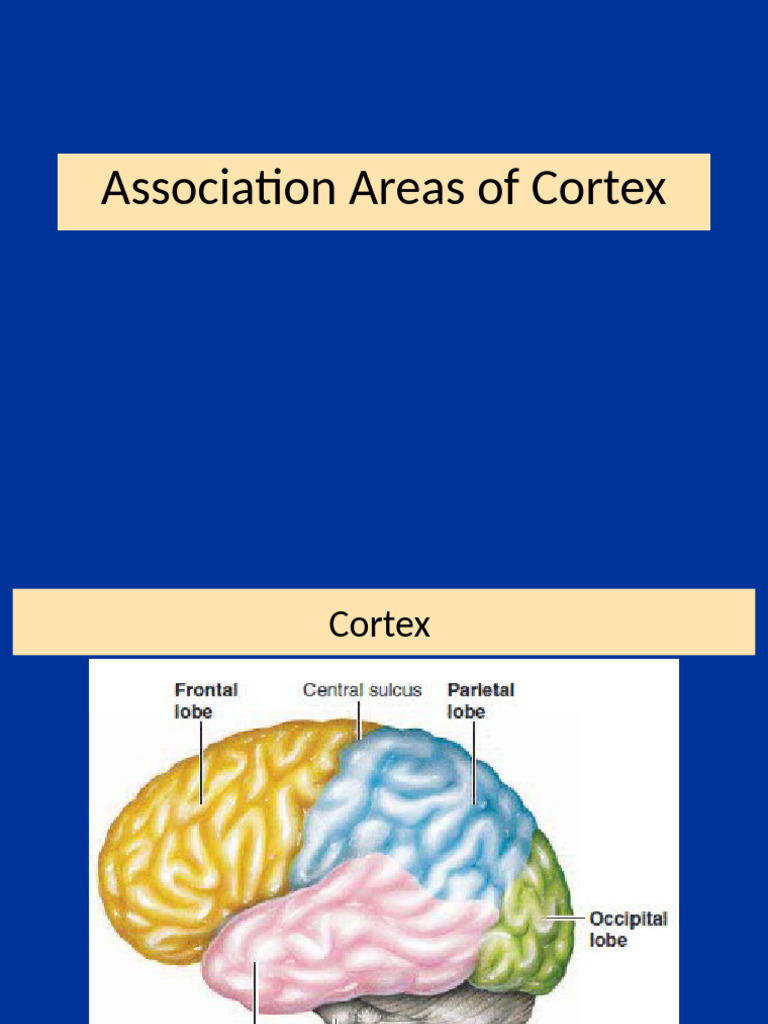 9 Cortical Areas and Physiology of Language | PDF | Aphasia | Speech