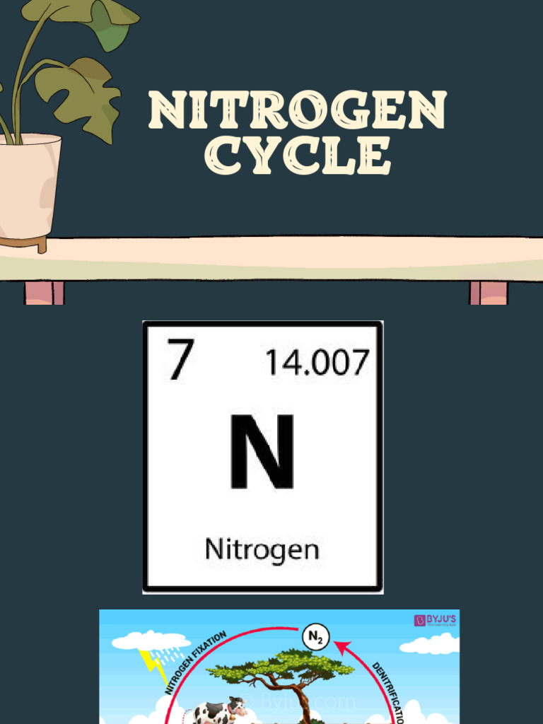 Nitrogen Cycle - Nachu | PDF