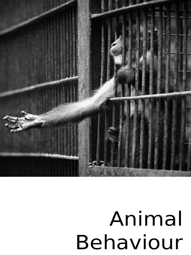 Zoo Cover Page | PDF