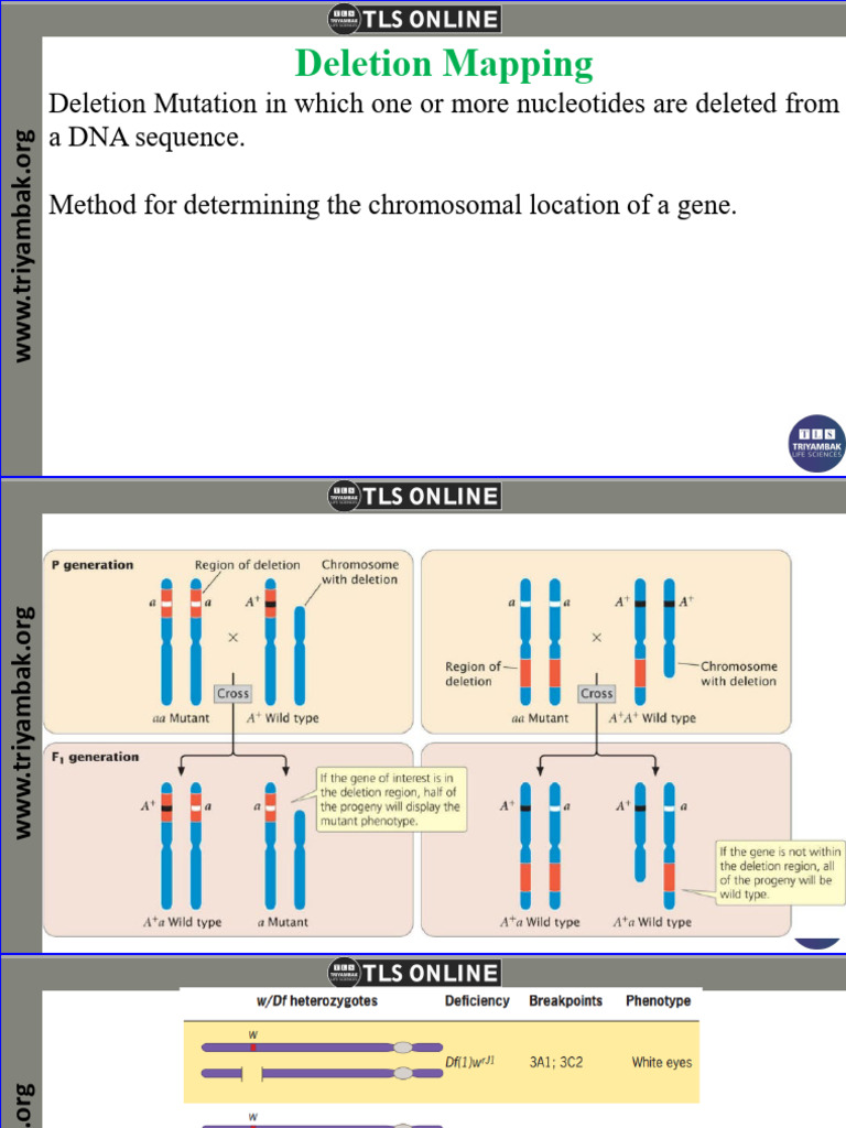 Deletion Mapping Pdf Sex Male