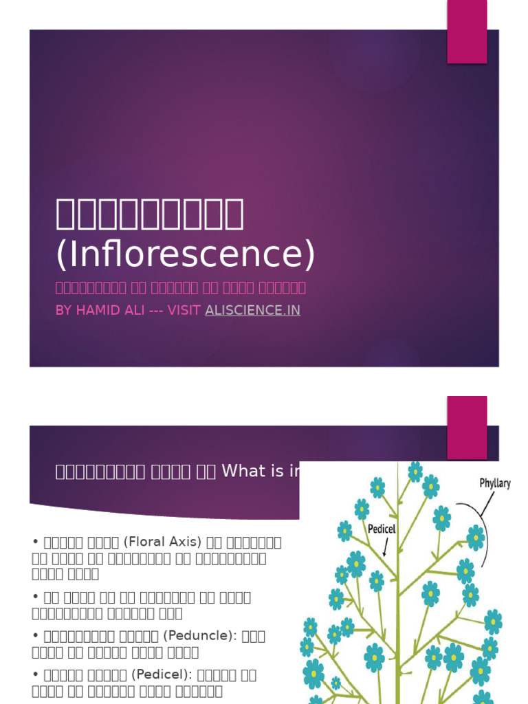 Inflorescence in Hindi | PDF