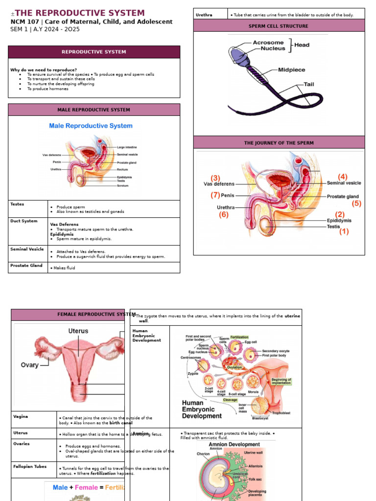 Overview of Human Reproductive System | PDF | Uterus | Testicle