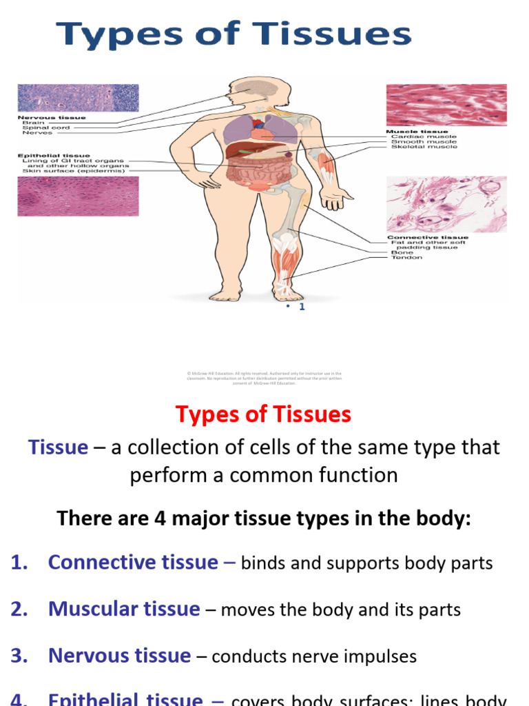 Types of Tissue | PDF | Epithelium | Connective Tissue