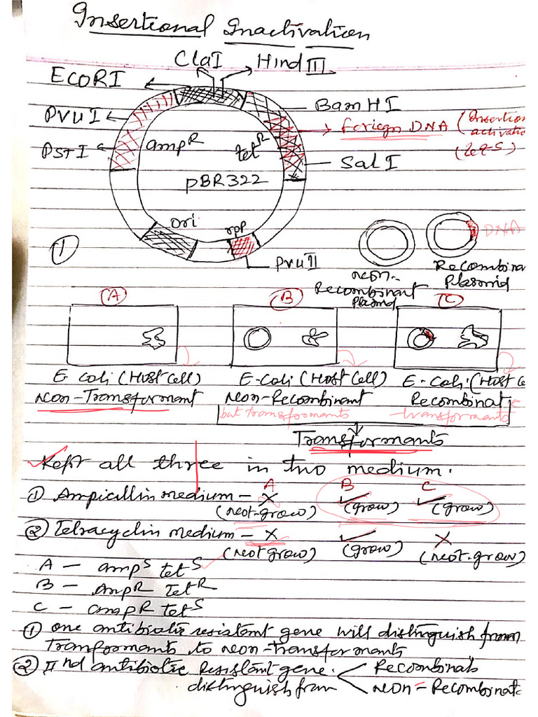 Insertional Inactivation | PDF