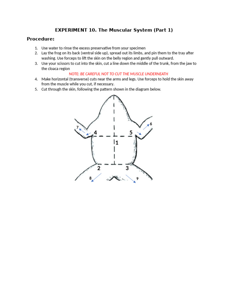 EXPERIMENT 11 Muscular System Part 1 | PDF