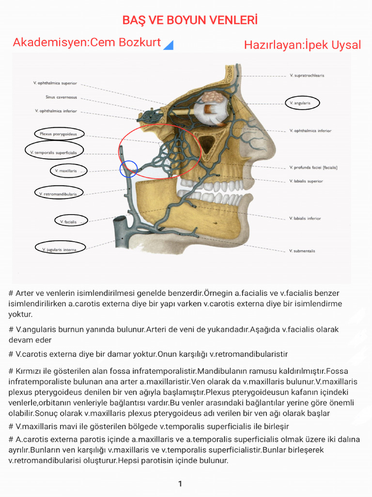 3.2.baş Ve Boyun Venleri | PDF