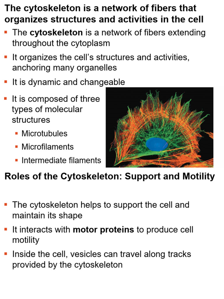 Cytoskeleton | PDF | Microtubule | Cytoskeleton