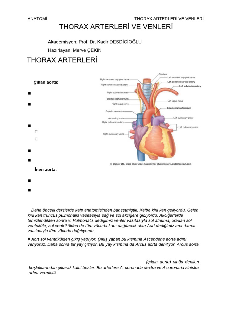 Thorax Arter Ve Venleri | PDF