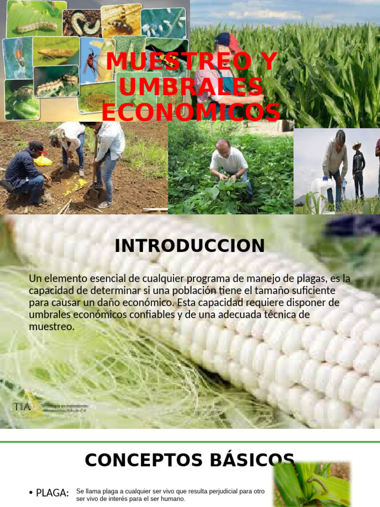 Muestreo y Umbrales Economicos | PDF | Plaga (organismo) | Organismos