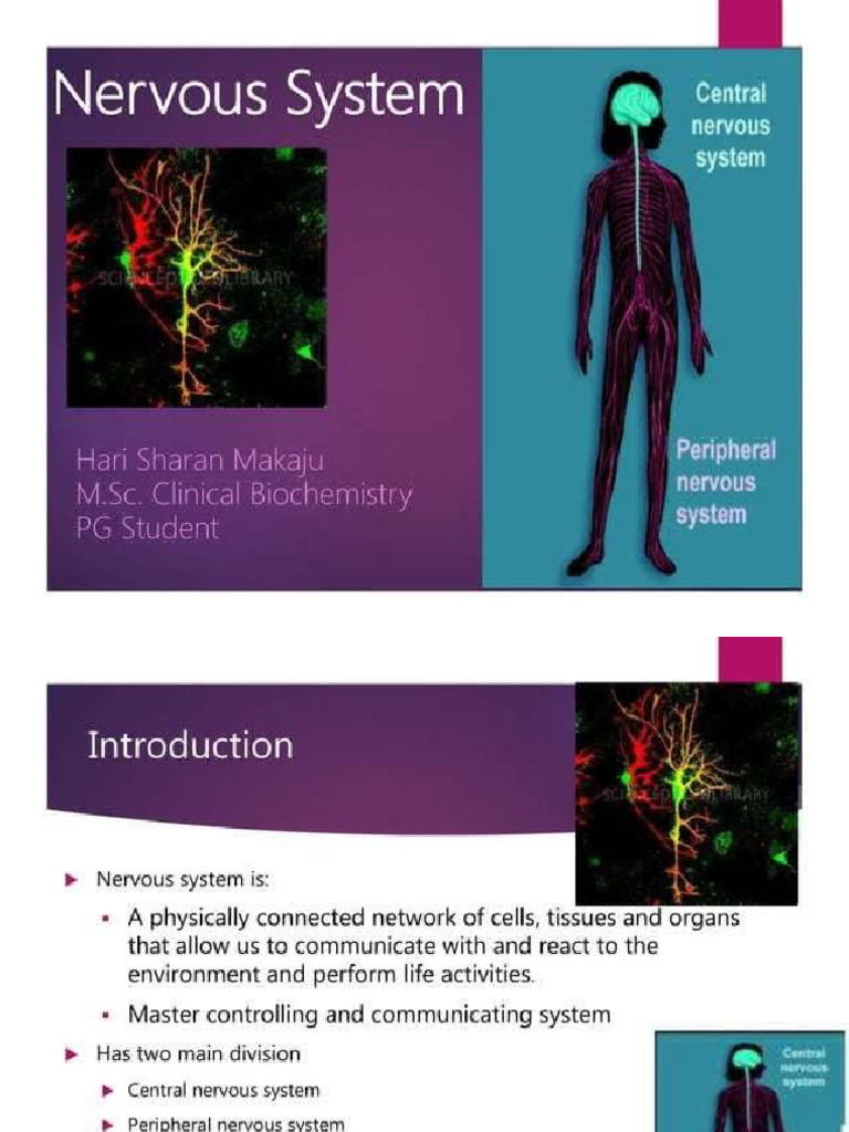 Lesson 10 The Nervous System | PDF