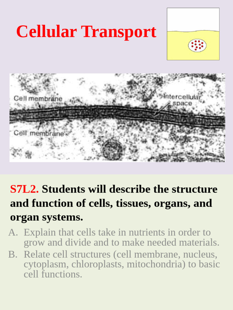 Understanding Cellular Transport Mechanisms | PDF | Cell Membrane | Osmosis