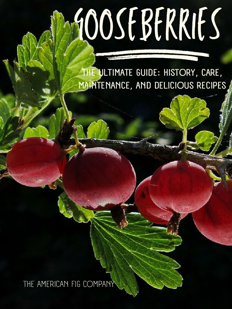 Comprehensive Guide to Gooseberries | PDF | Fruit Preserves | Pest ...