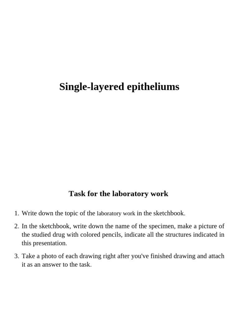 Lab 6 Epithelium Pdf Epithelium Morphology Biology