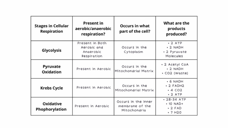 Cellular Respiration (Table) | PDF